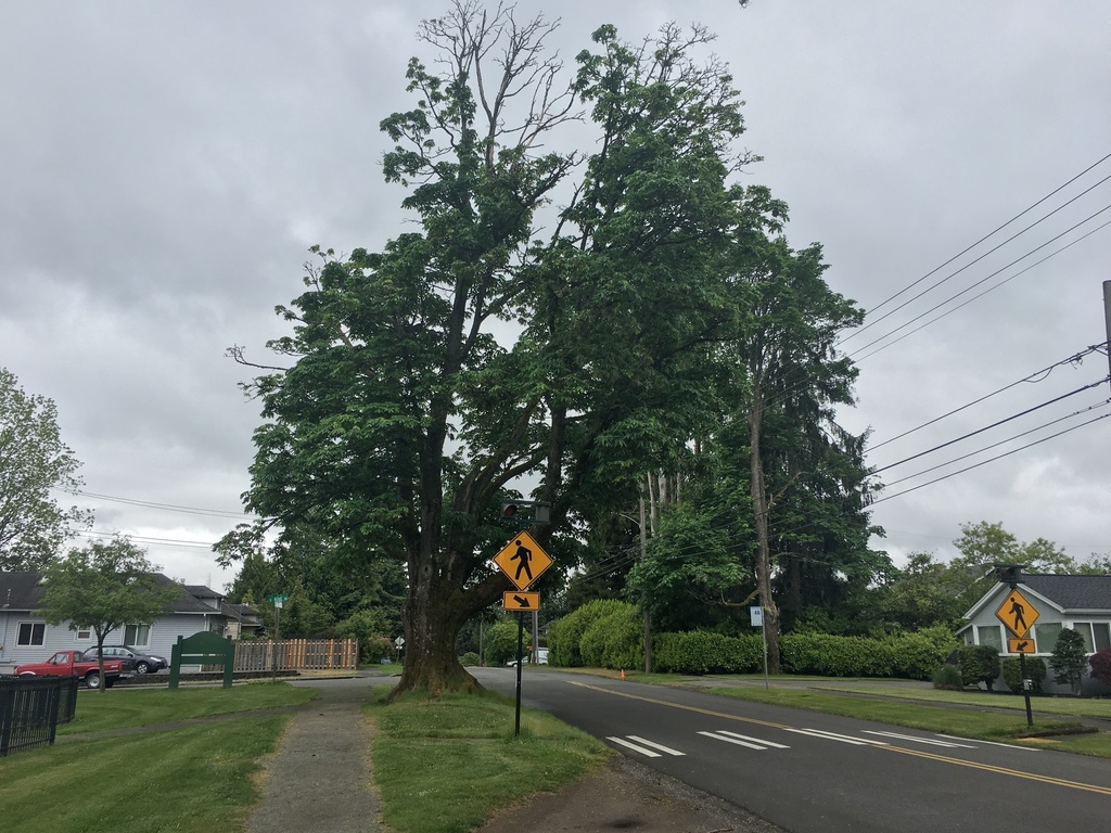 bigleaf maple from Pierce, Washington, United States on May 24, 2021 at ...