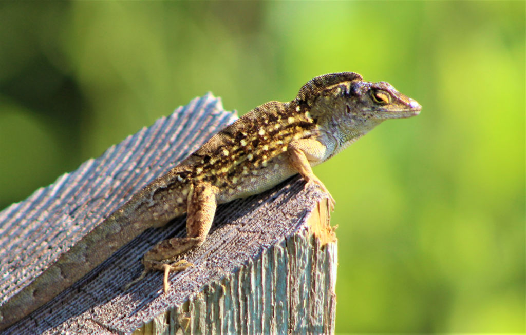 Brown Anole from Ormond Beach Florida on May 25, 2021 at 12:30 PM by ...