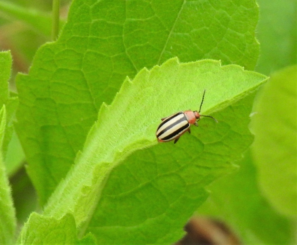 Disonycha leptolineata from West Arlington, Arlington, TX, USA on May ...