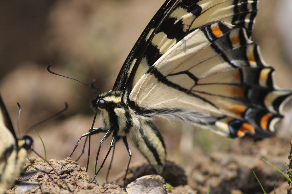 Appalachian Tiger Swallowtail from Montgomery County, VA, USA on May 25 ...