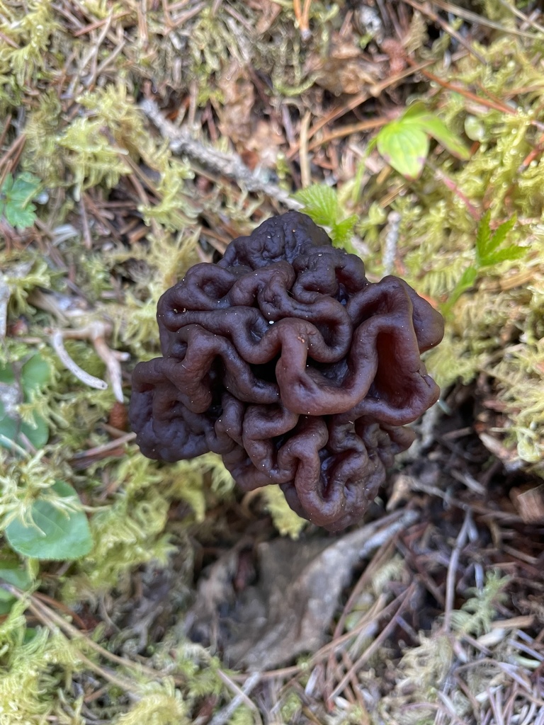 False Morel from Takla Landing, BC, CA on May 23, 2021 at 12:42 PM by ...