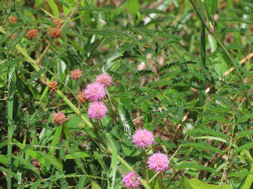 littleleaf sensitive-briar from C L Dees Nature Trail, Gautier, MS ...