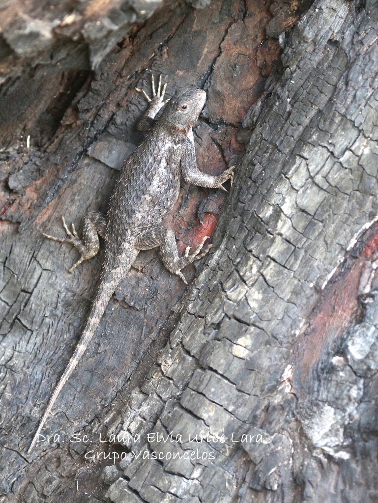 Eastern Spiny Lizard from San Juan del Río, Qro., México on May 25 ...