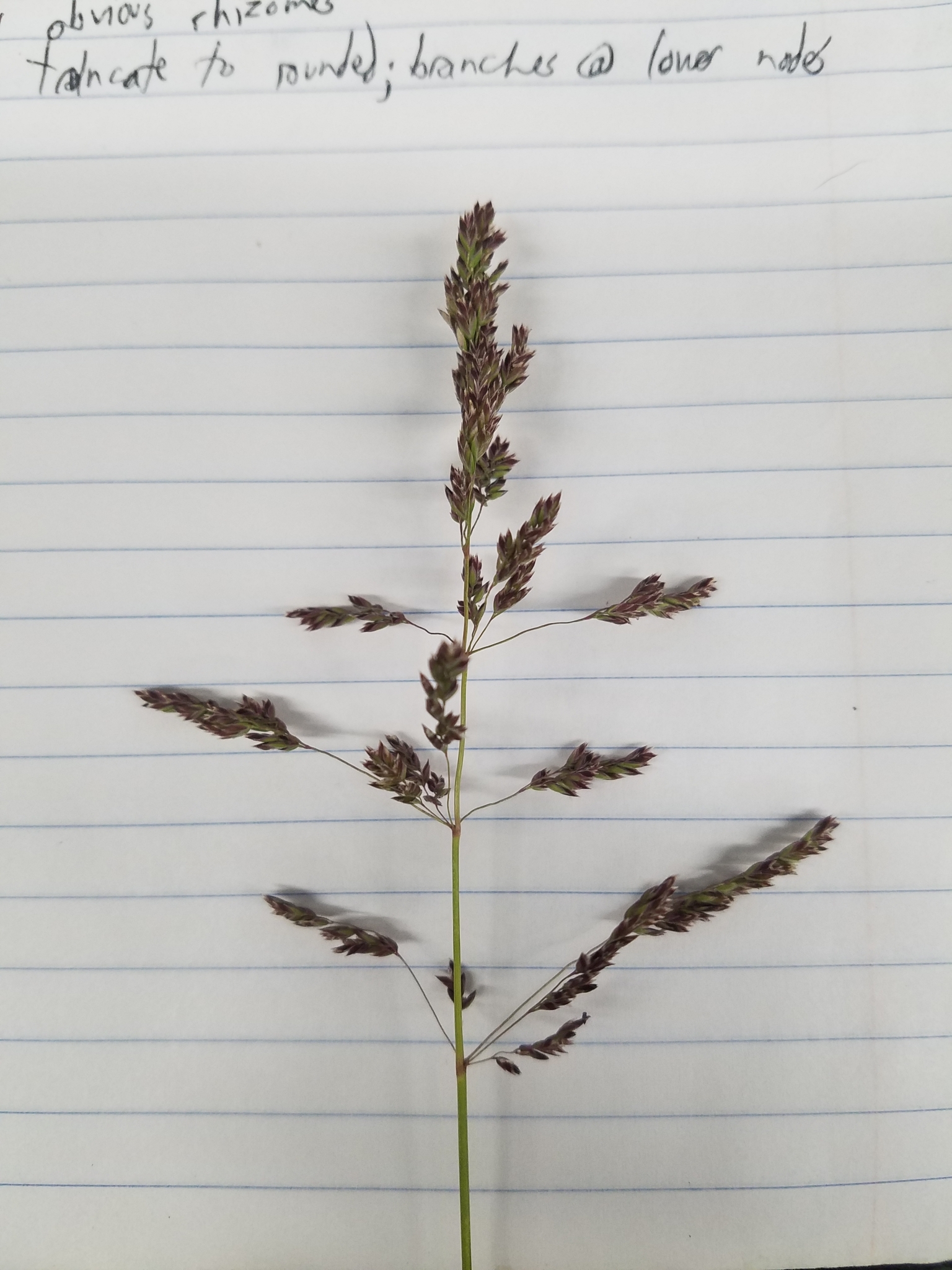 Poa pratensis subsp. pratensis