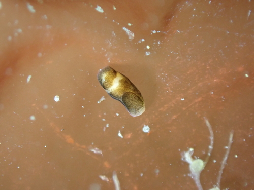 Philine punctata · iNaturalist