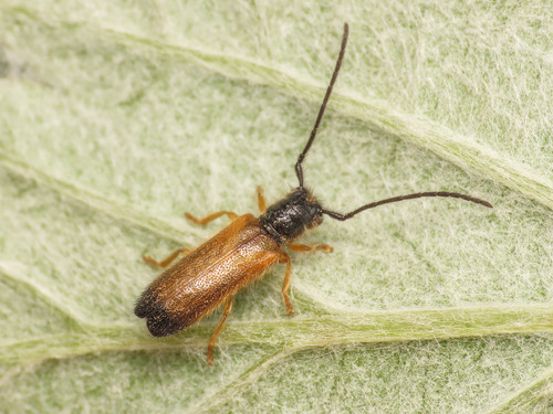 ash longhorn beetle (Tetrops starkii) · iNaturalist