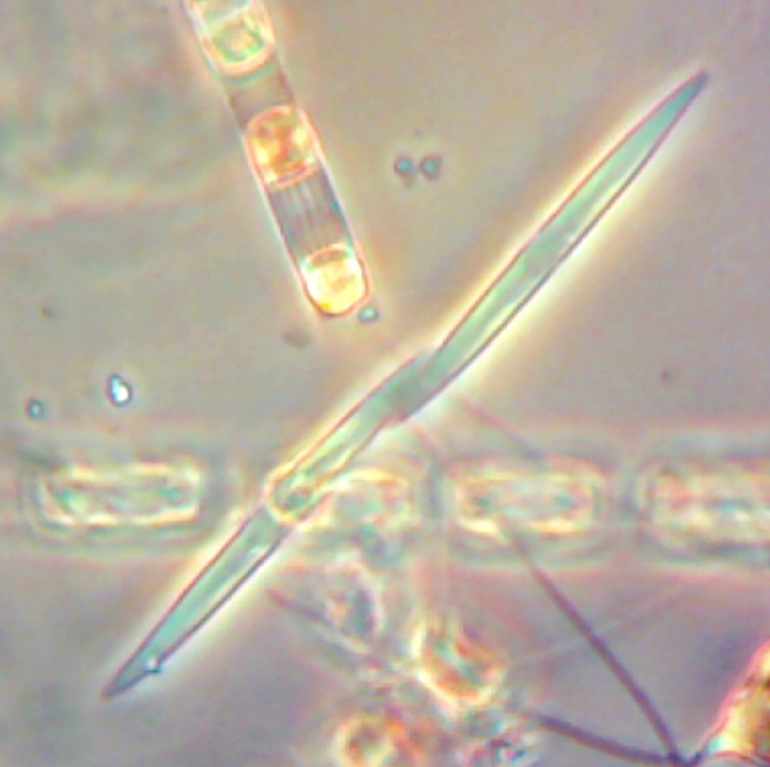 Pseudo-nitzschia H.Peragallo, 1900