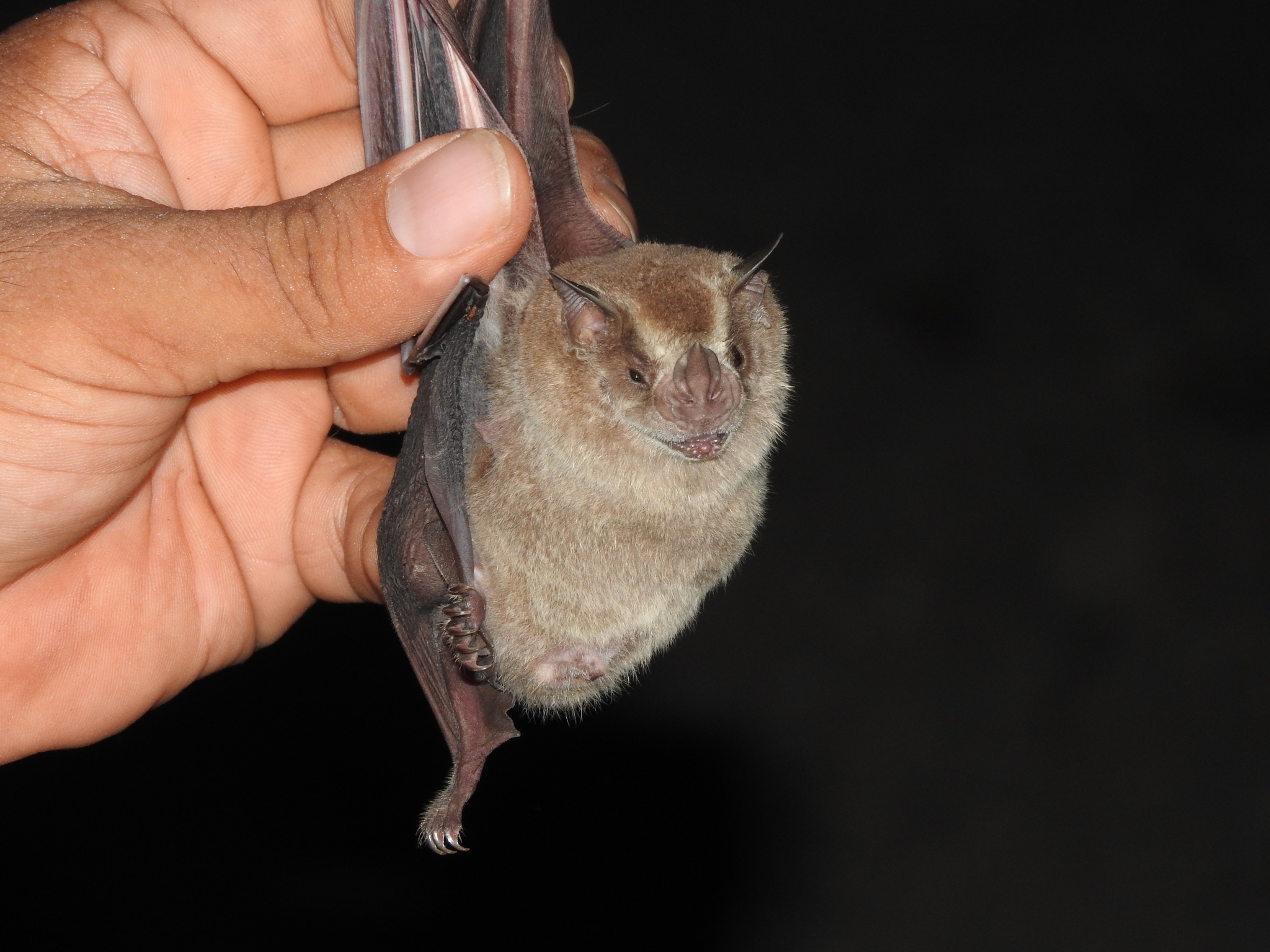 Artibeus hirsutus K.Andersen, 1906