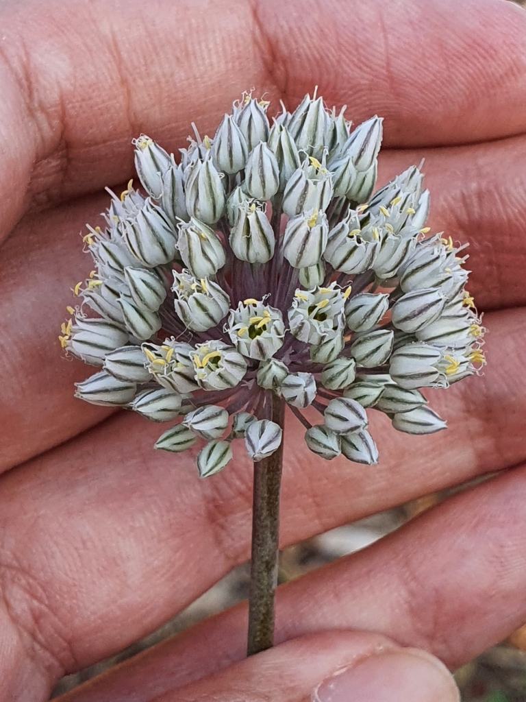 many-flowered garlic in May 2021 by Mehdi Chetibi · iNaturalist