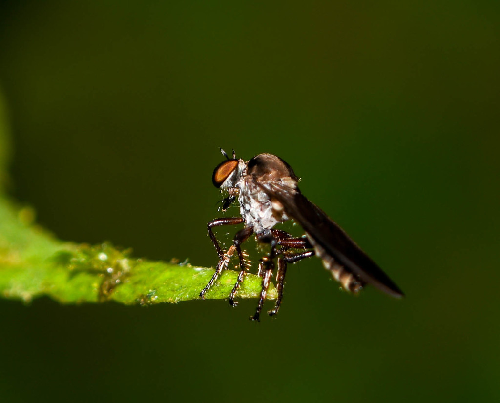 Gnat Ogres from Distrito Metropolitano de Quito, Ecuador on May 24 ...