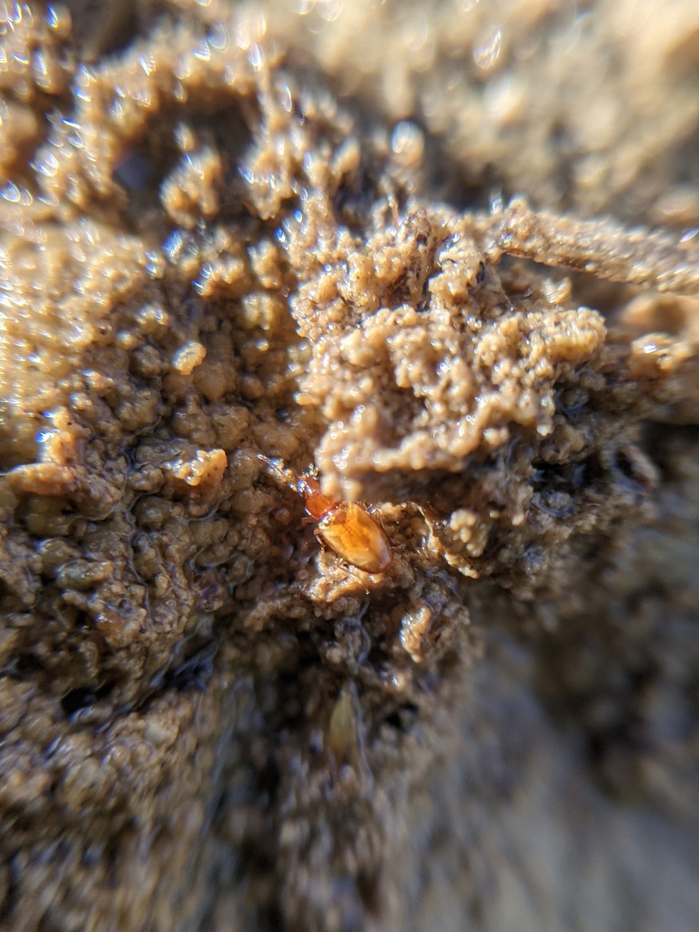 Elaphropus rapax from San Gorgonio Pass Wildlife Corridor, Riverside ...