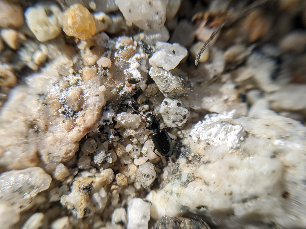Syntomus americanus from San Gorgonio Pass Wildlife Corridor, Riverside ...