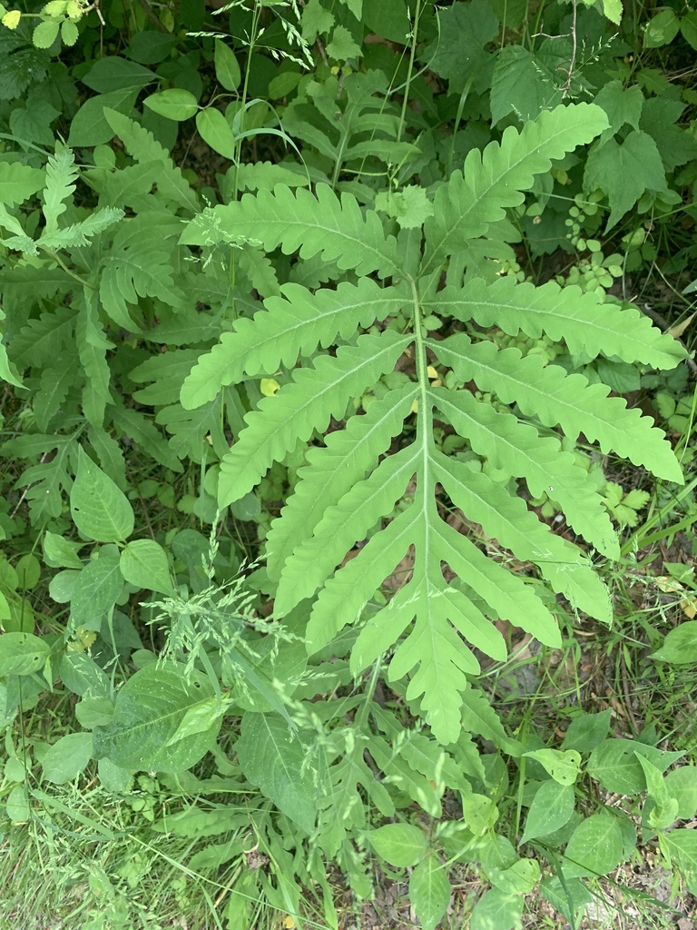 sensitive fern in May 2021 by Sarah Kulis · iNaturalist