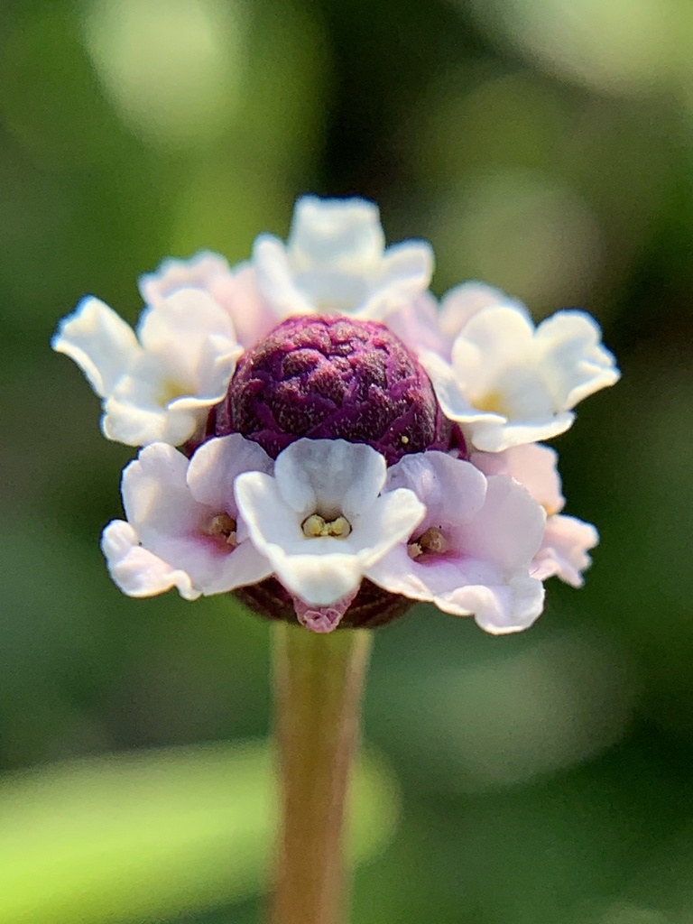 turkey tangle frogfruit from NW 162nd St, Miami Lakes, FL, US on May 25 ...