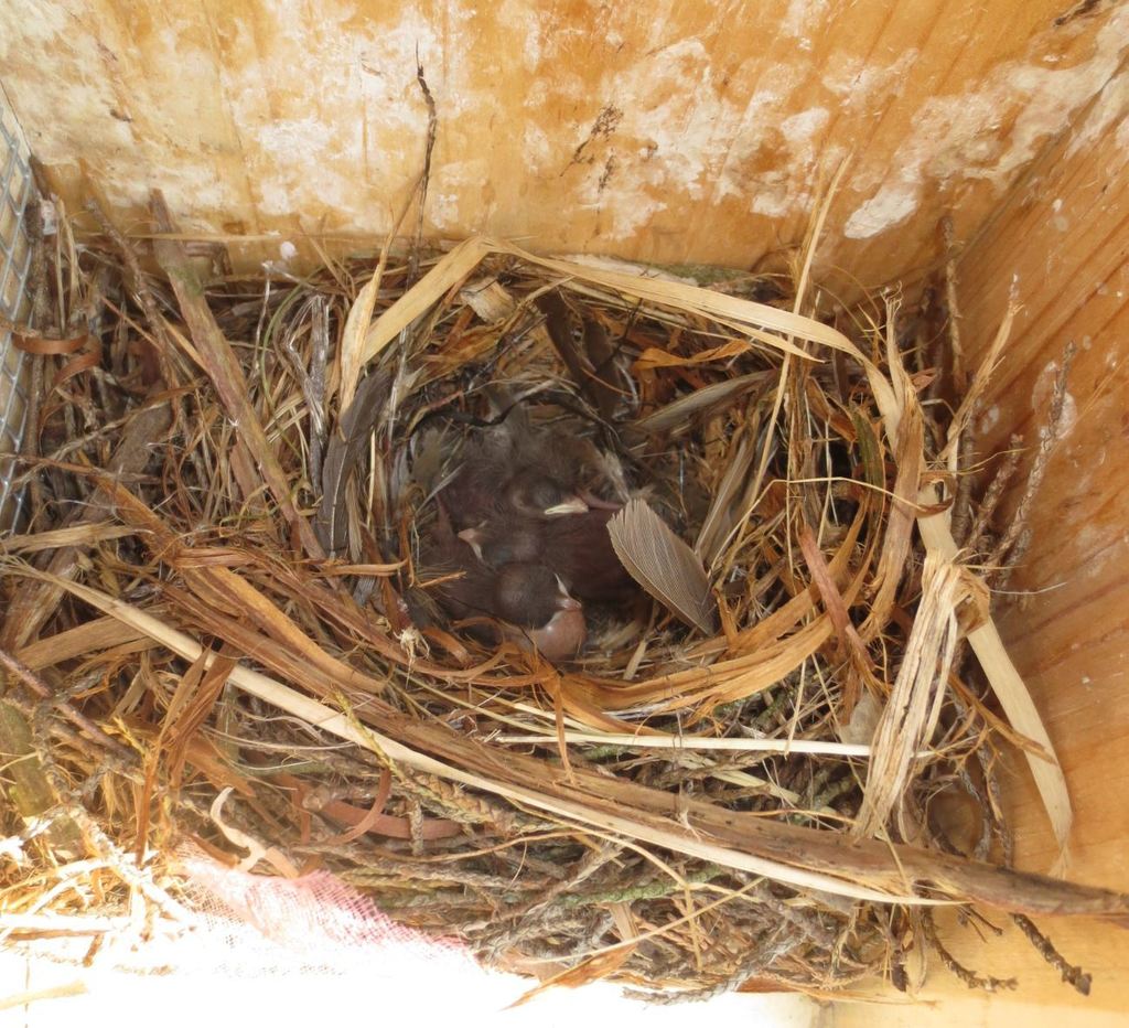House Wren from Bristow, VA, USA on May 25, 2021 at 06:39 PM by ...