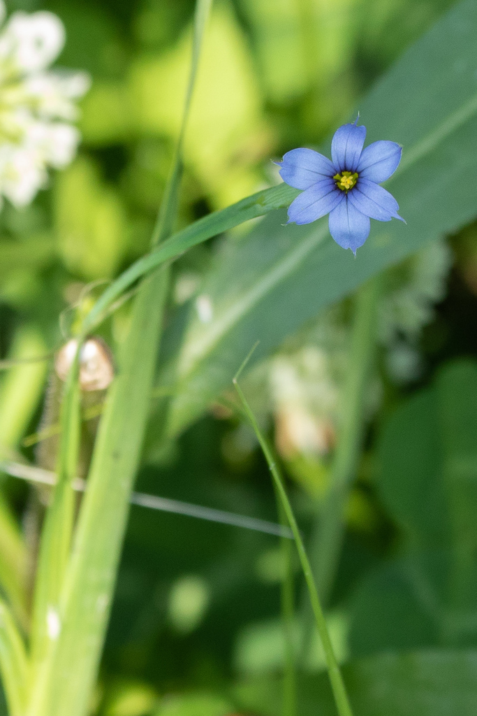 blue-eyed grasses from Rockville, MD, USA on May 25, 2021 at 02:44 AM ...