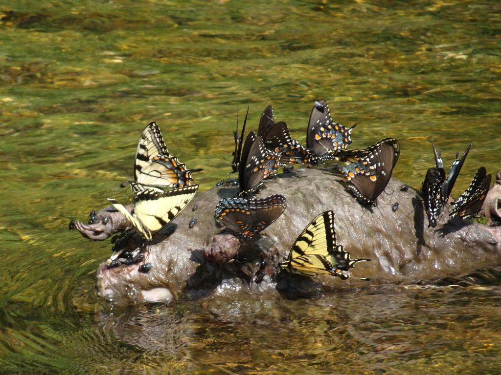 Muskrat from Carter County, MO, USA on May 23, 2021 at 04:24 PM by ...