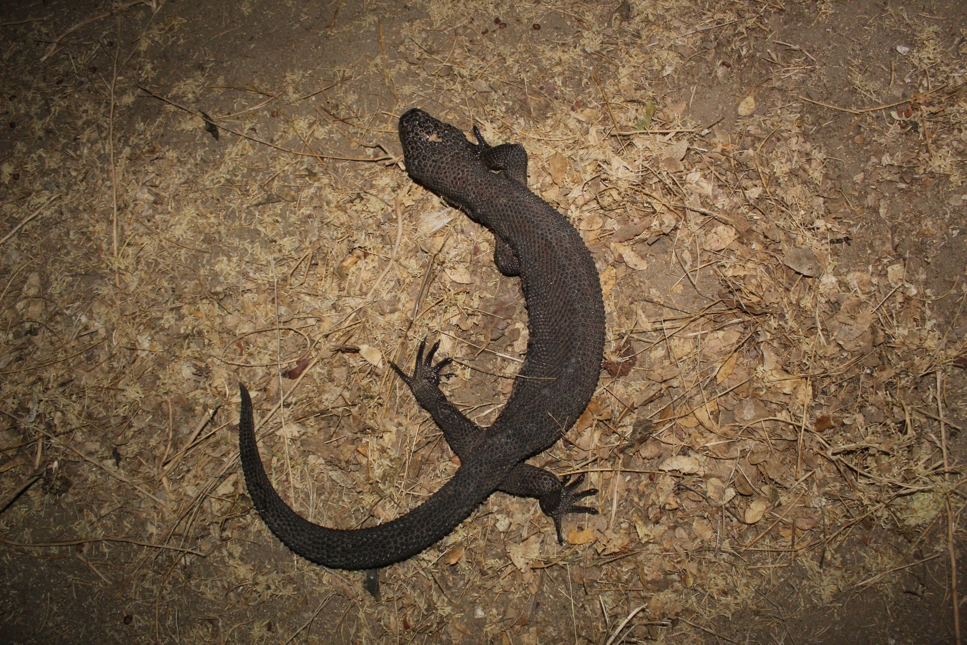 Heloderma alvarezi Bogert & Martin Del Campo, 1956