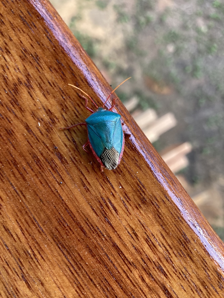 Red-bordered Stink Bug from Madre de Dios, PE on May 25, 2021 at 05:03 ...