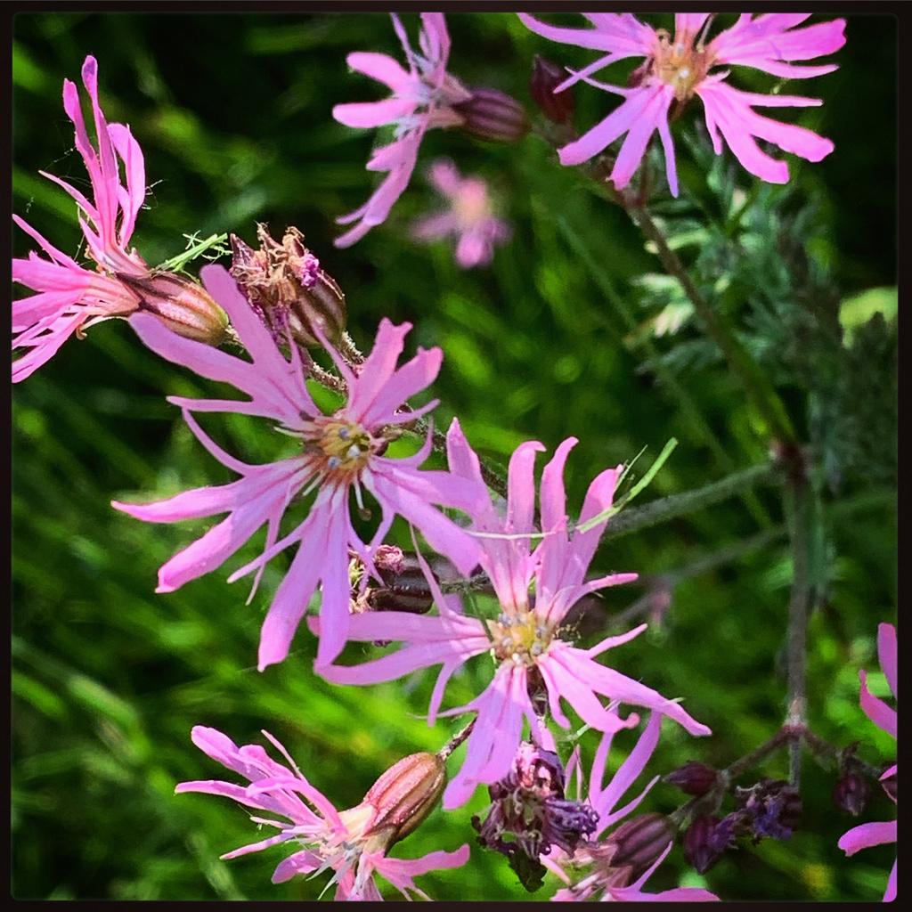 ragged-robin in May 2021 by posnie · iNaturalist