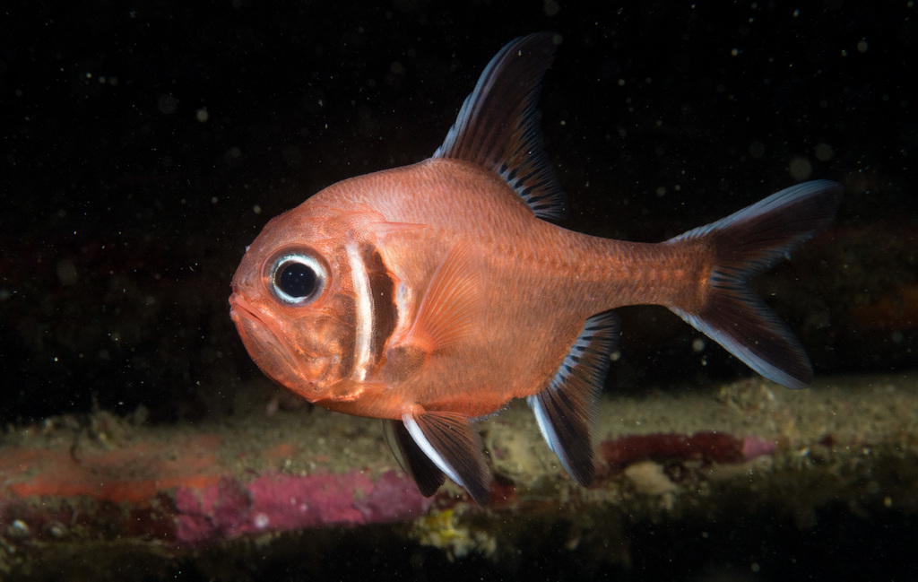 Lanterneyes, fangtooths and allies (Trachichthyiformes) - Marine Life ...