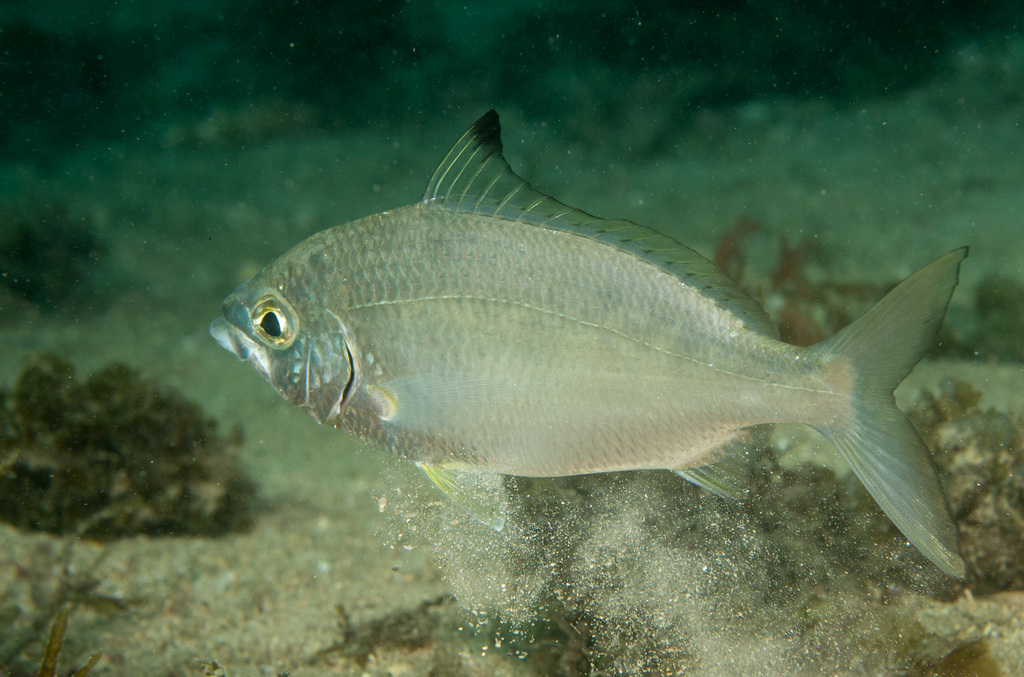 Mojarras (Gerreidae) - Marine Life Identification
