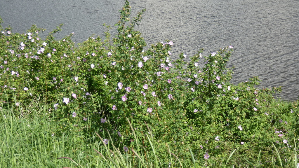 roses from Pitt Meadows, BC, Canada on May 25, 2021 at 03:14 PM by ...