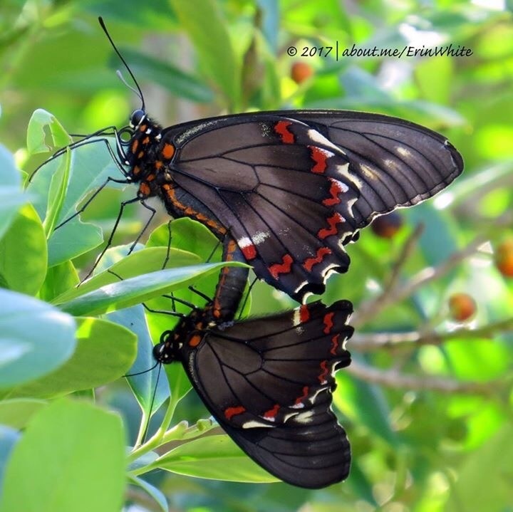 Florida Polydamas Swallowtail (Papilionoidea (Butterflies) of St. Johns ...