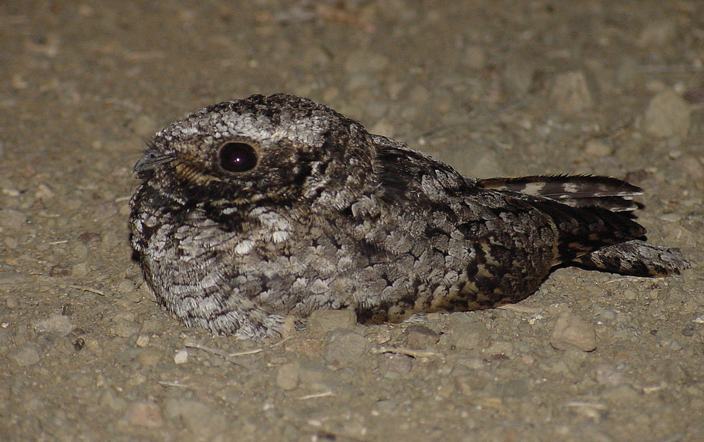 Common Poorwill from San Luis Obispo County, CA, USA on November 12 ...