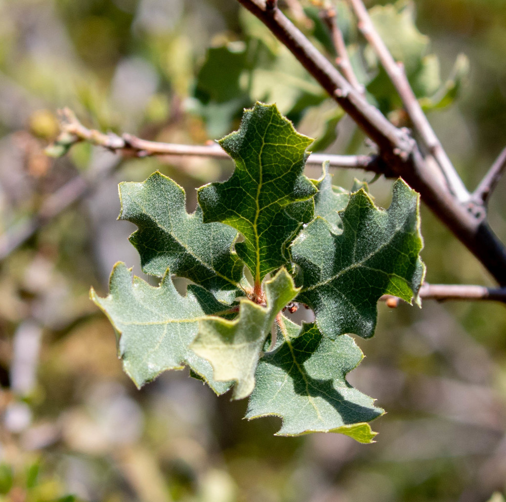 Quercus berberidifolia × douglasii from Oak Knoll, Mount Diablo State ...