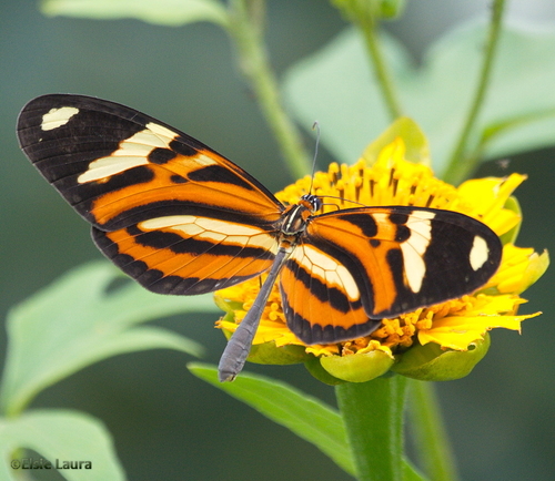 Melinaea ethra · iNaturalist Mexico