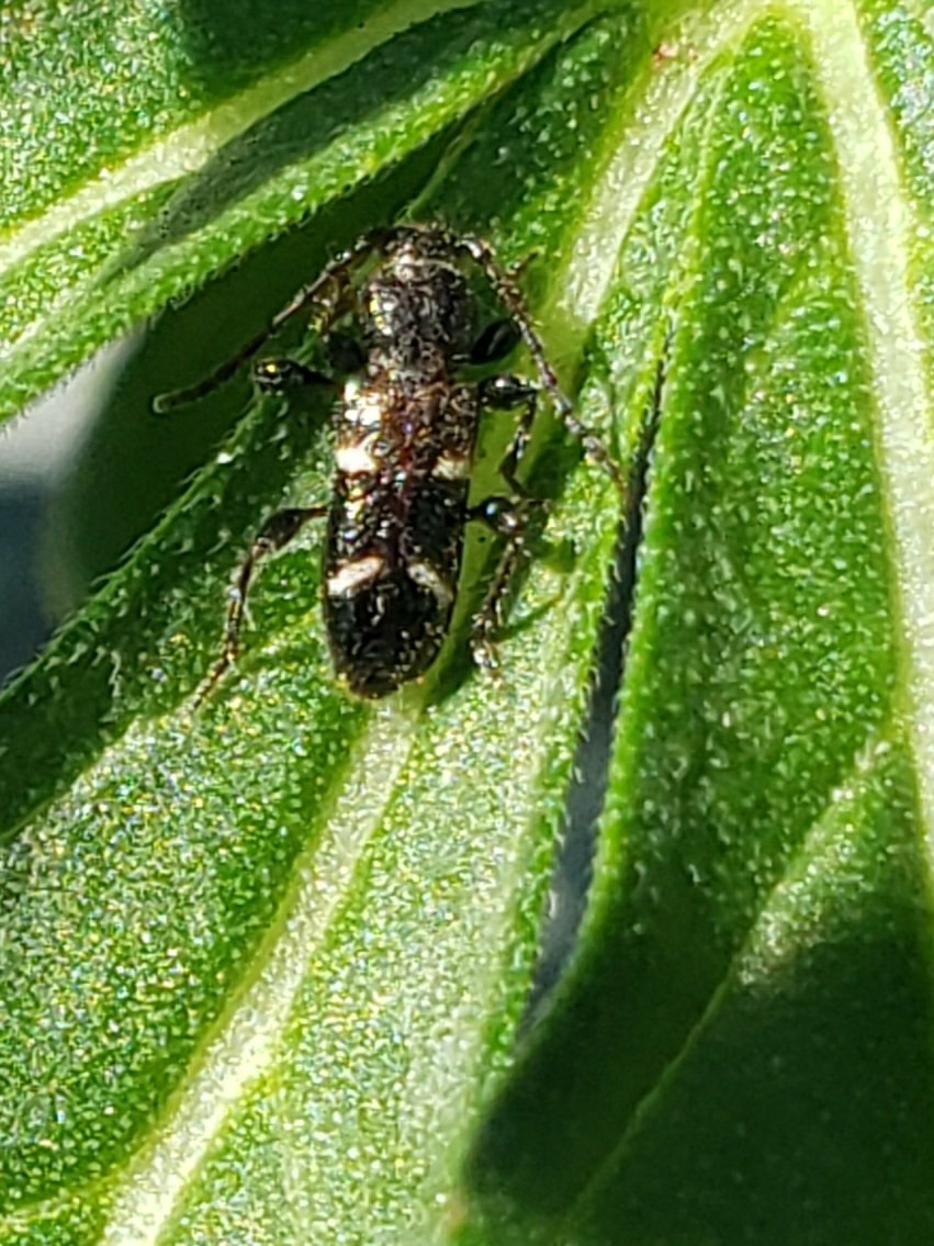 Phymatodes nitidus LeConte, 1874