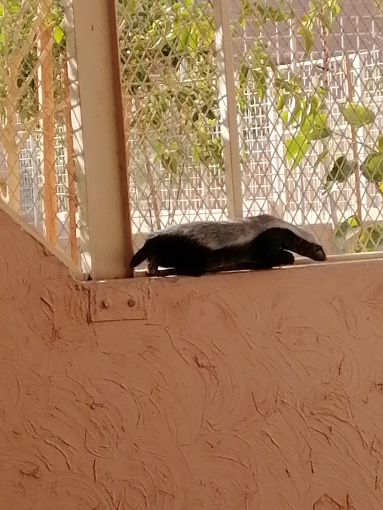 Arabian Ratel (Mellivora capensis pumilio) - Know Your Mammals