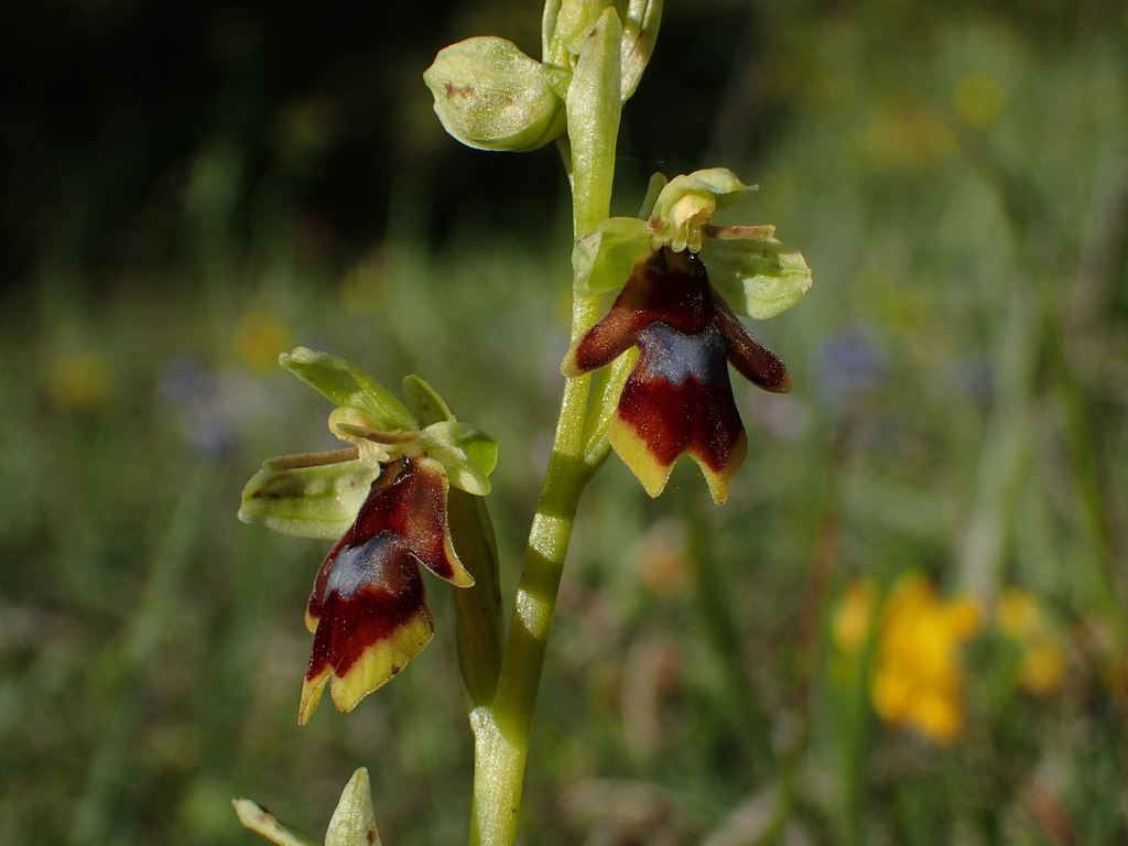 Ophrys insectifera aymoninii from Aveyron, Midi-Pyrénées, France on May 20, 2021 at 07:08 PM by ...