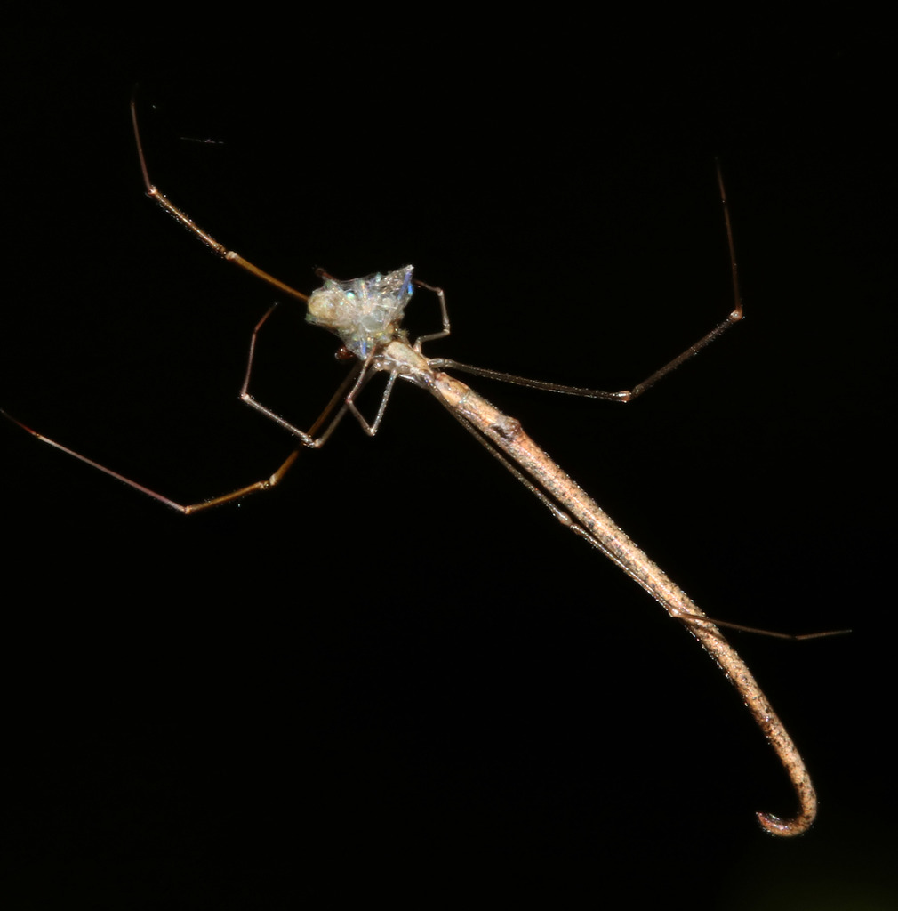 Whip Spider in October 2018 by juliegraham173 · iNaturalist