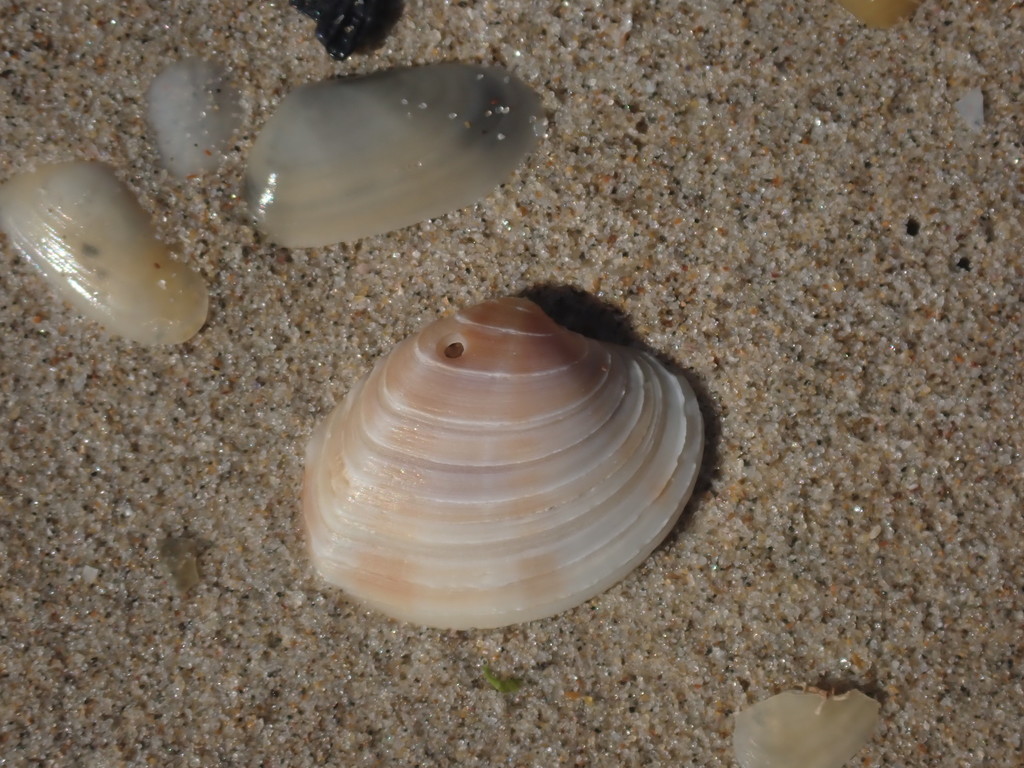 Bassina jacksonii from Iluka NSW 2466, Australia on May 26, 2021 at 09: ...