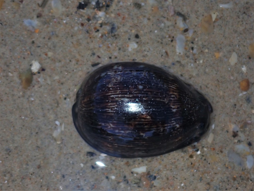 Arabian Cowry from Woody Head NSW 2466, Australia on May 26, 2021 at 11 ...