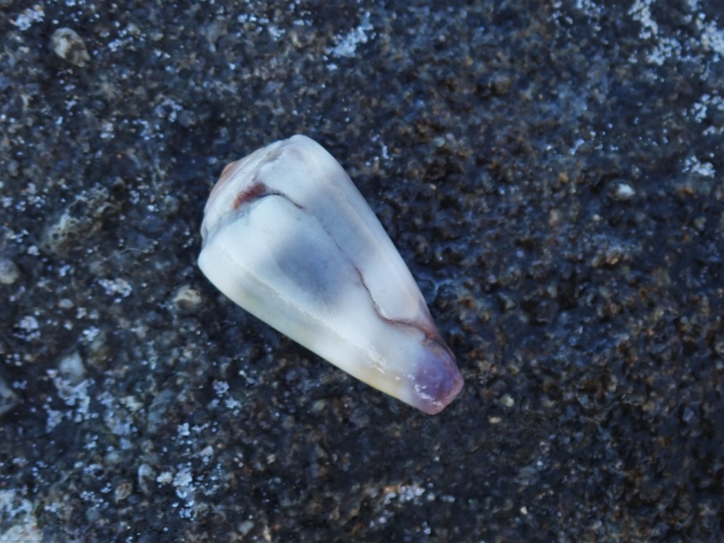 The Bruised Cone from Woody Head NSW 2466, Australia on May 26, 2021 at ...