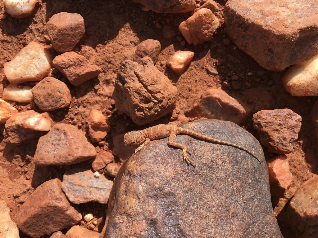 Ring-tailed Dragon from Peak Hill, WA, AU on May 26, 2021 at 01:28 PM ...