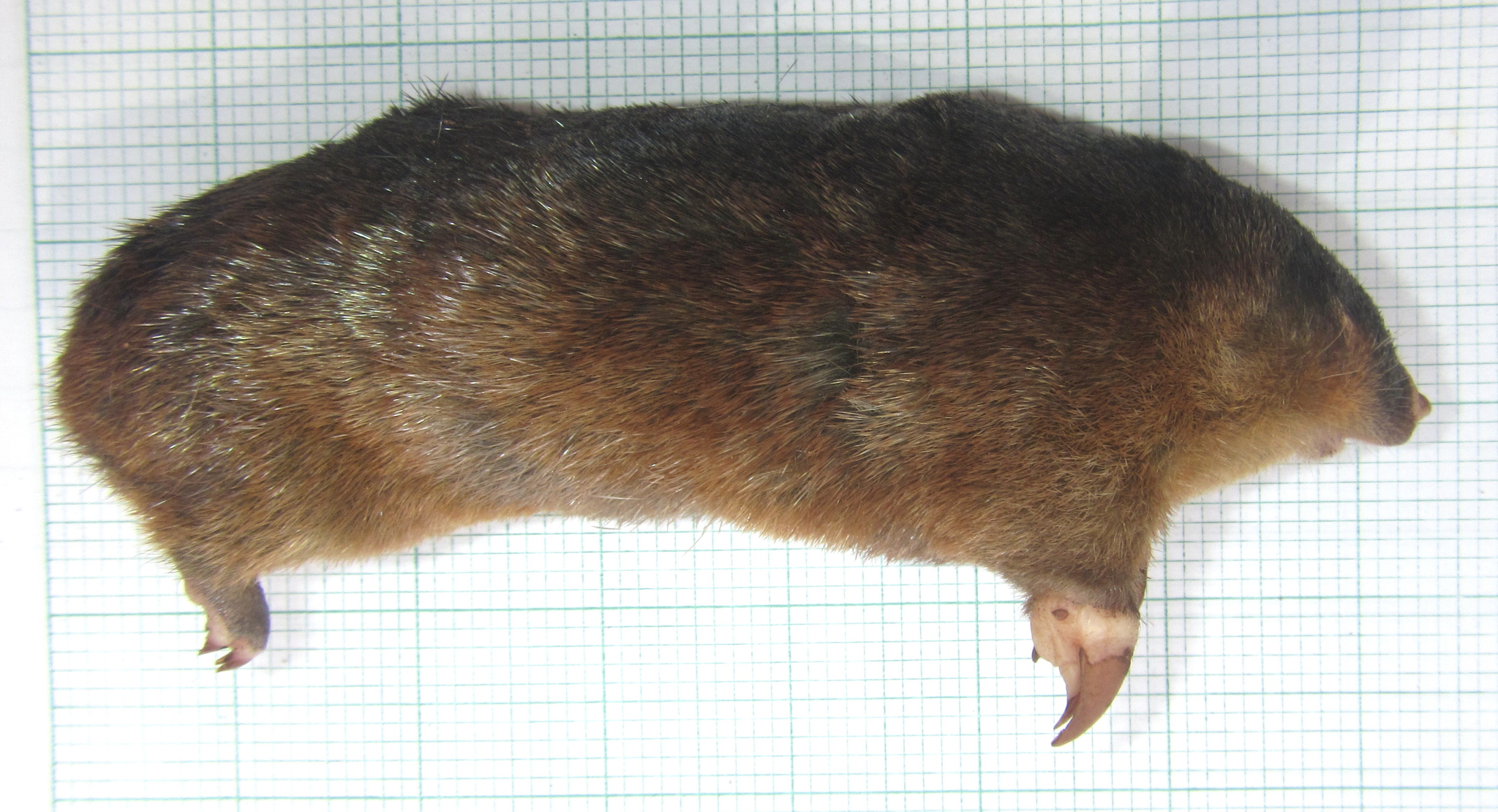 Amblysomus hottentotus (A.Smith, 1829)