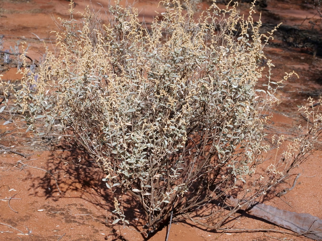 Kidney Saltbush from Gluepot SA 5417, Australia on May 05, 2021 at 10: ...