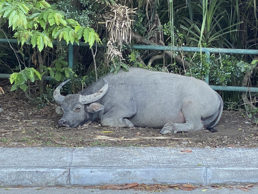 Domestic Water Buffalo (Bubalus bubalis) - Know Your Mammals