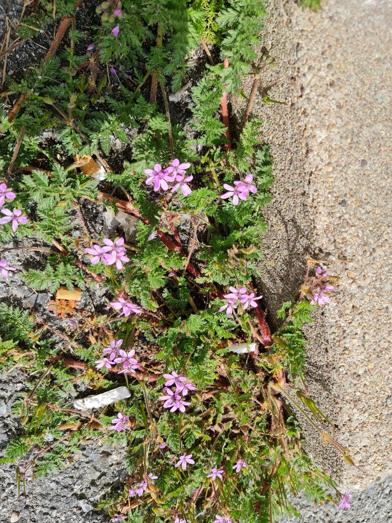 Redstem Stork's-bill from Ferry Terminal, Tarbert PA29 6XQ, UK on May ...