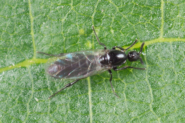 Family Scatopsidae (Biodiversidad en Las Dalias Pallardelli, San Borja ...