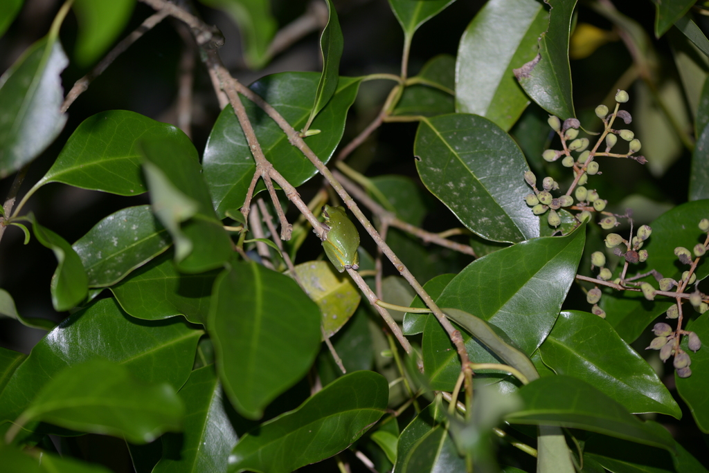 Common Chinese Tree Frog from 中国福建省三明市明溪县紫云村 on May 10, 2021 at 10:32 ...