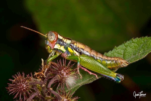 Genus Dellia · iNaturalist