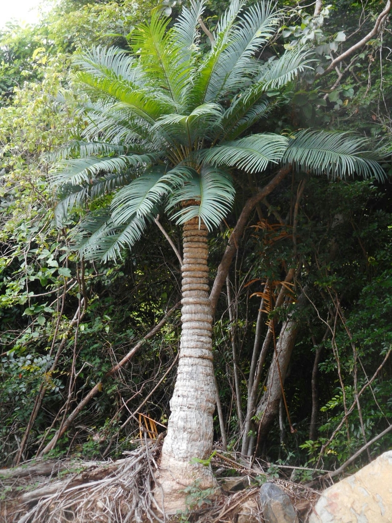 Cycas in May 2021 by Eugene Popov · iNaturalist