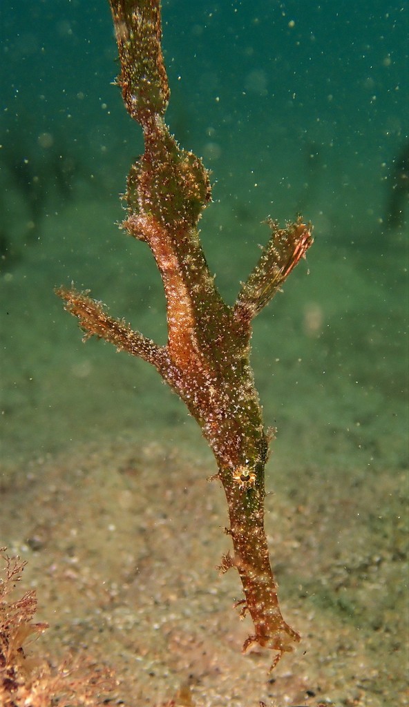 Thin Ghost Pipefish from Sydney NSW, Australia on May 26, 2021 at 02:28 ...