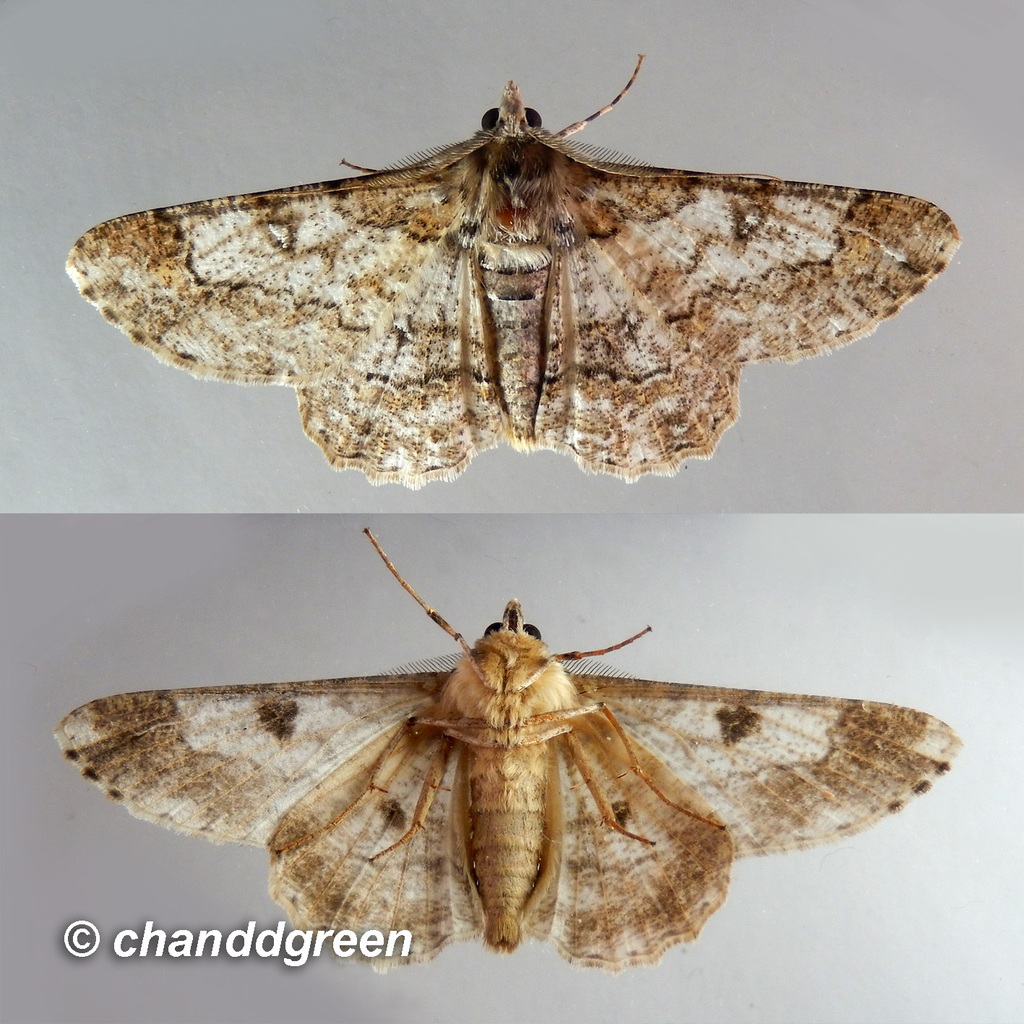 Cleora alienaria from 香港馬鞍山 on January 28, 2018 at 07:15 PM by Young ...