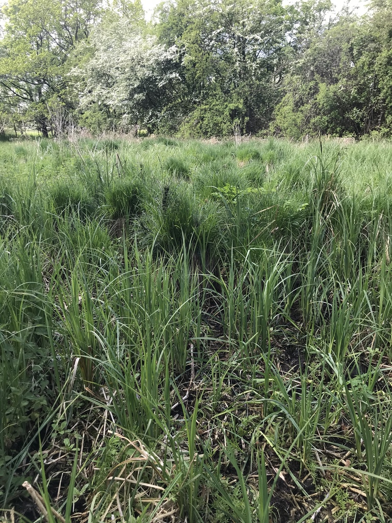 Hassock-grass in May 2021 by Mark Wilkinson · iNaturalist